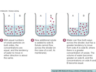 Water & The Body Fluids IN CELLLS OF ANIMAL | PPT