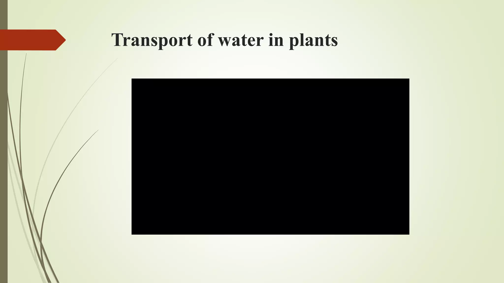 Water transport in plants | PPTX