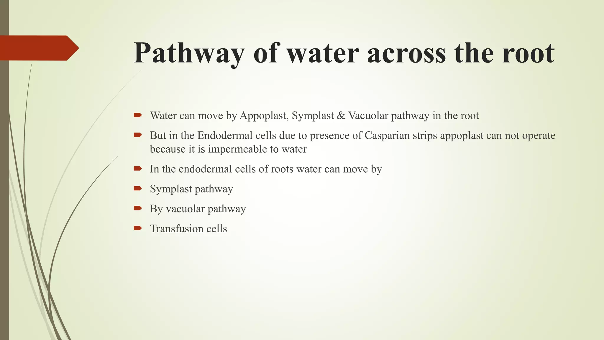 Water transport in plants | PPTX
