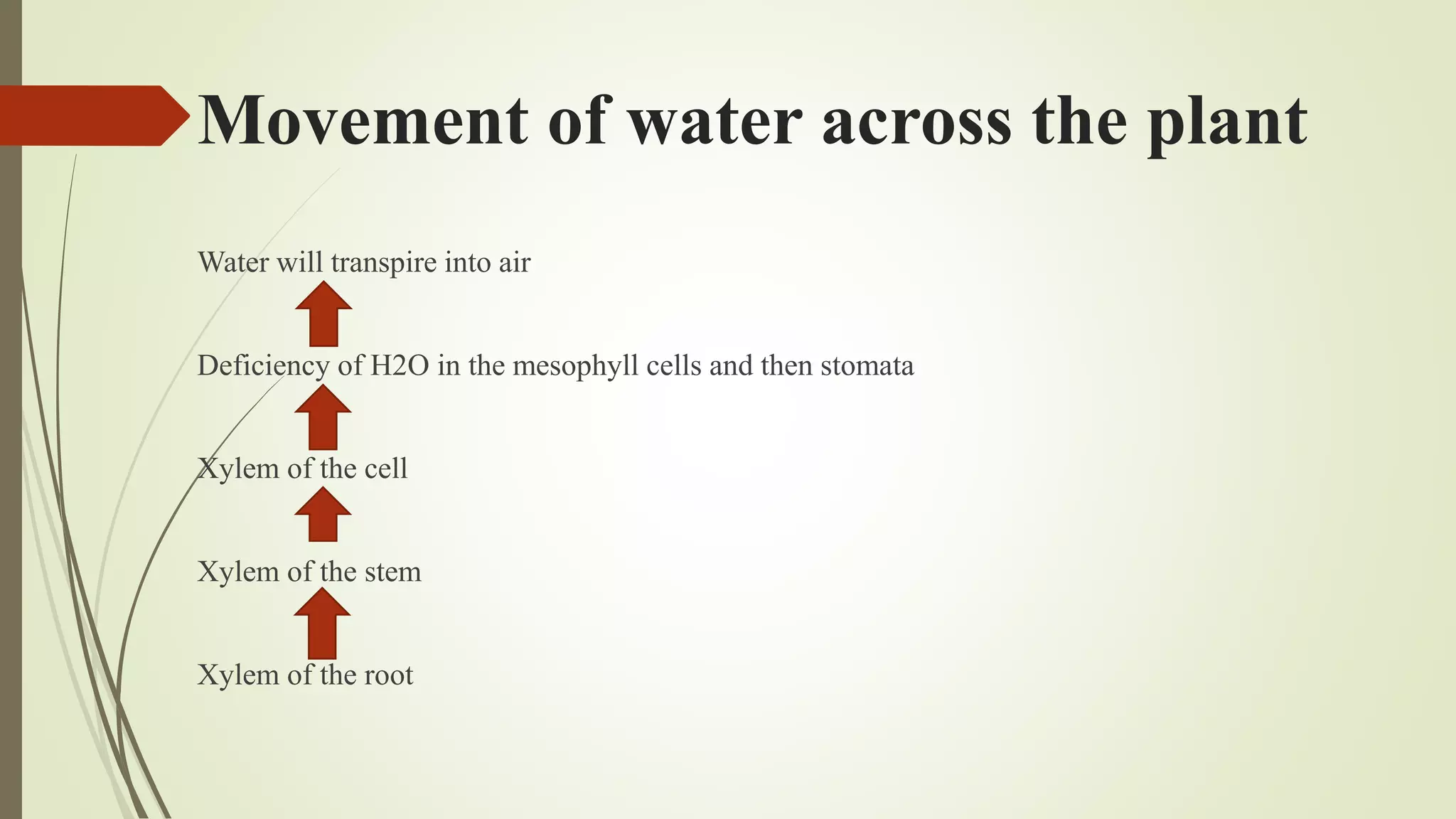 Water transport in plants | PPTX