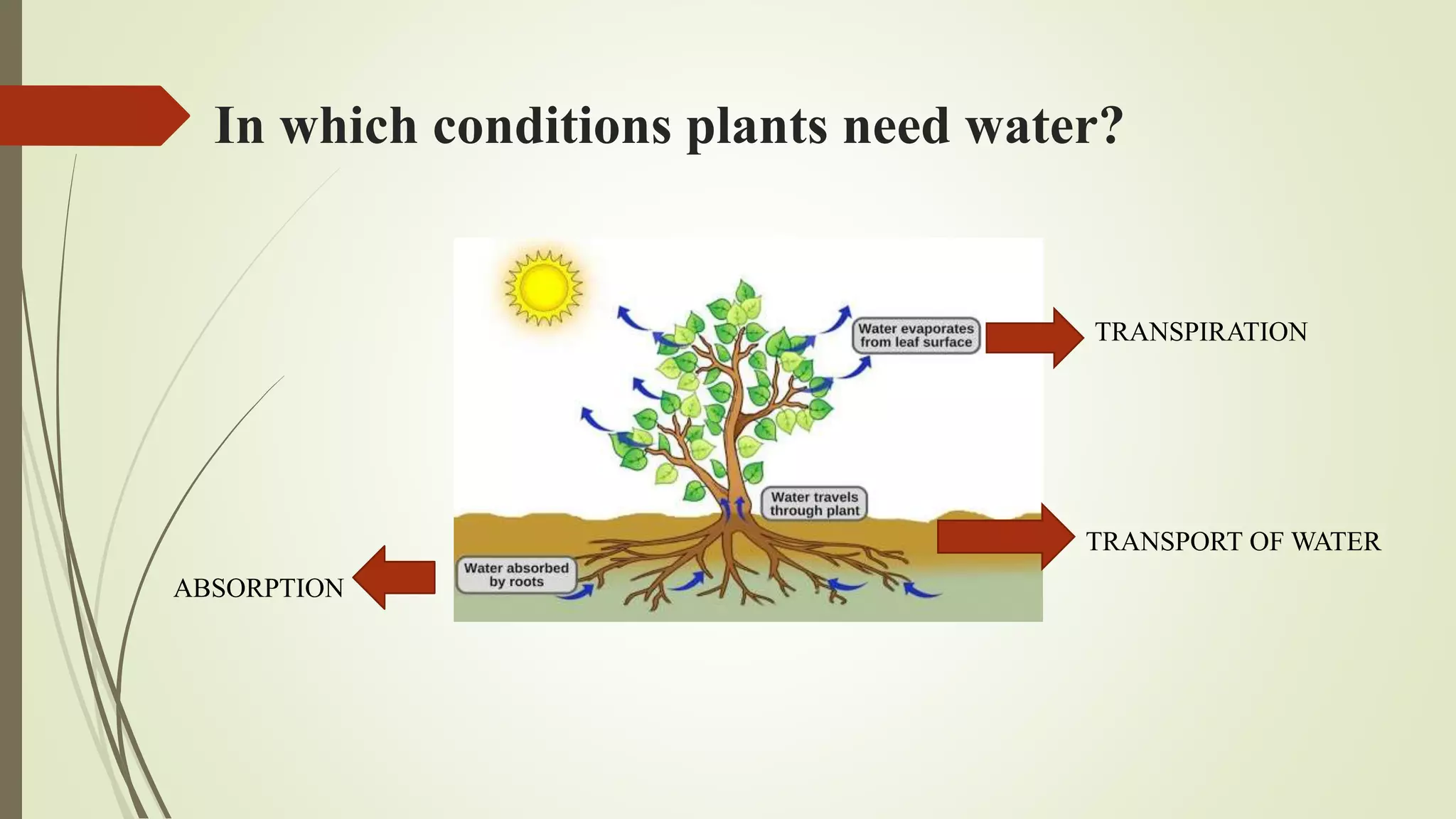Water transport in plants | PPTX