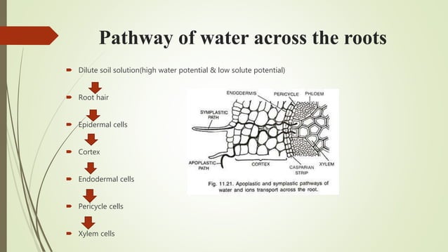 Water transport in plants | PPTX