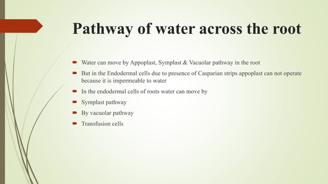 Water transport in plants | PPTX
