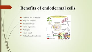 Water transport in plants | PPTX