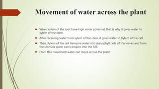 Water transport in plants | PPTX