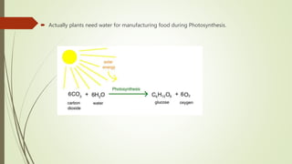 Water transport in plants | PPTX