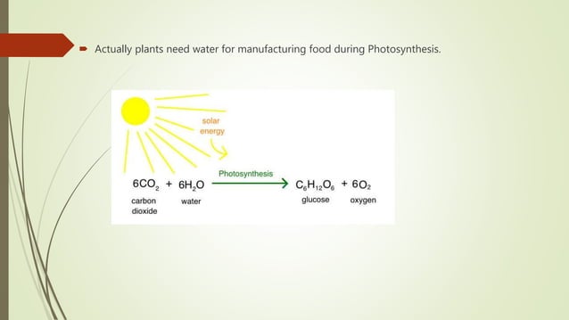Water transport in plants | PPTX