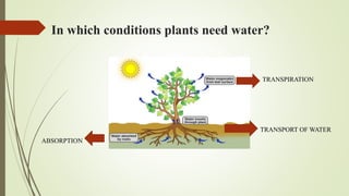 Water transport in plants | PPTX