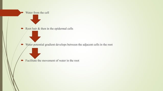 Water transport in plants | PPTX