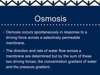 Water transport processes | PPTX