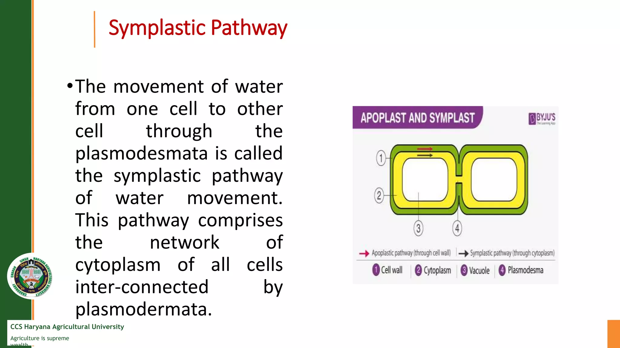 WATER UPTAKE BY ROOT.pptx
