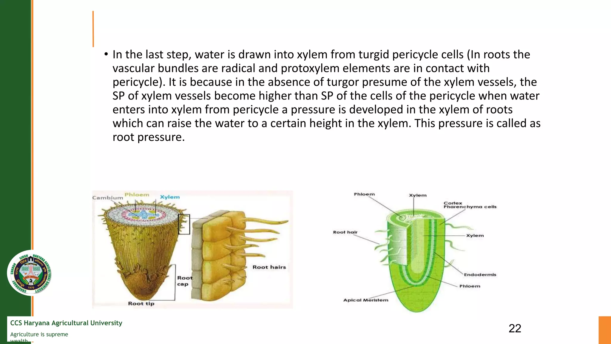 WATER UPTAKE BY ROOT.pptx