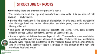 WATER UPTAKE BY ROOT.pptx