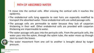 WATER UPTAKE BY ROOT.pptx