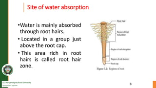 WATER UPTAKE BY ROOT.pptx