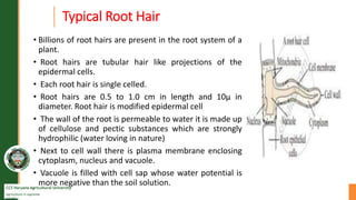 WATER UPTAKE BY ROOT.pptx
