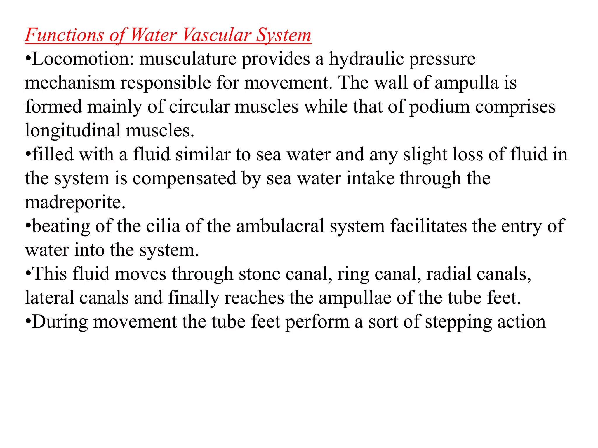 WATER VASCULAR SYSTEM.pptx