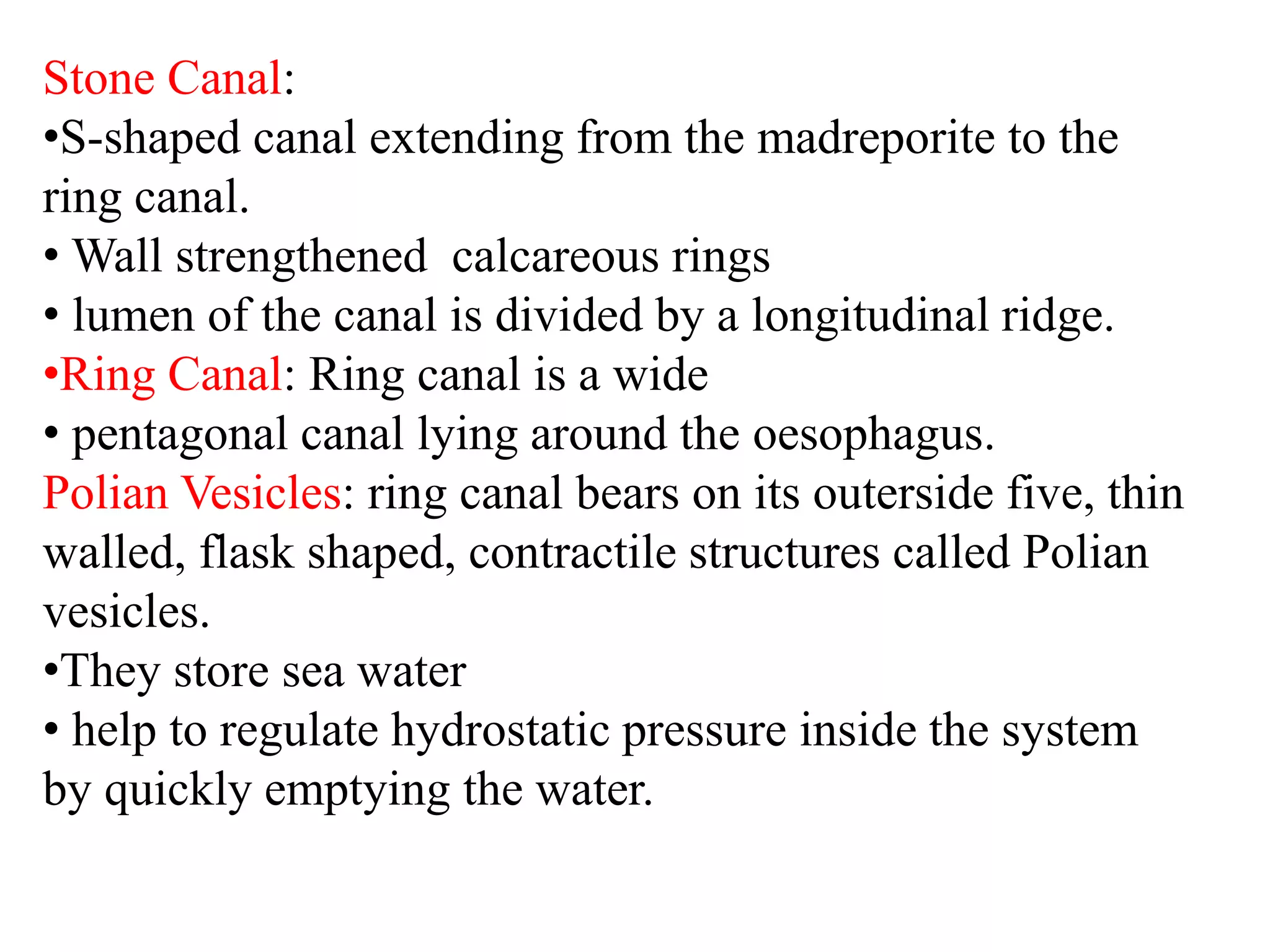 WATER VASCULAR SYSTEM.pptx