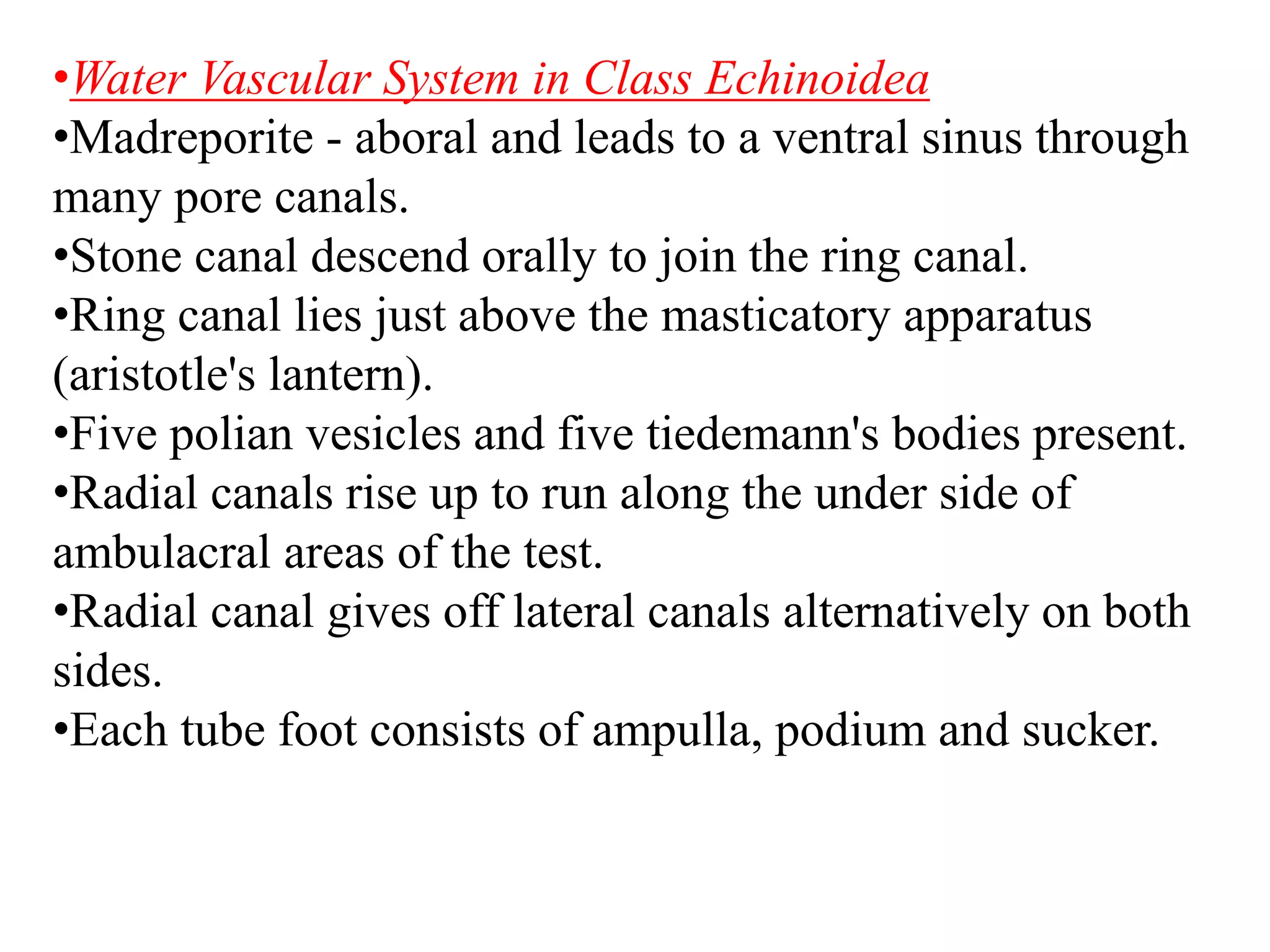 WATER VASCULAR SYSTEM.pptx