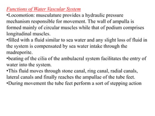 WATER VASCULAR SYSTEM.pptx