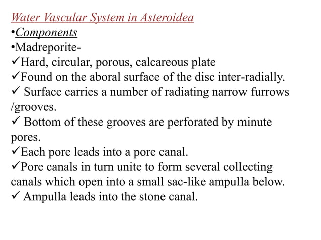 WATER VASCULAR SYSTEM.pptx