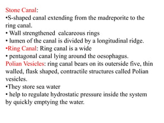 WATER VASCULAR SYSTEM.pptx