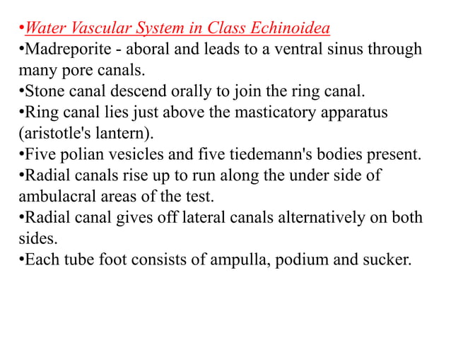 WATER VASCULAR SYSTEM.pptx