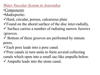 Water Vascular System