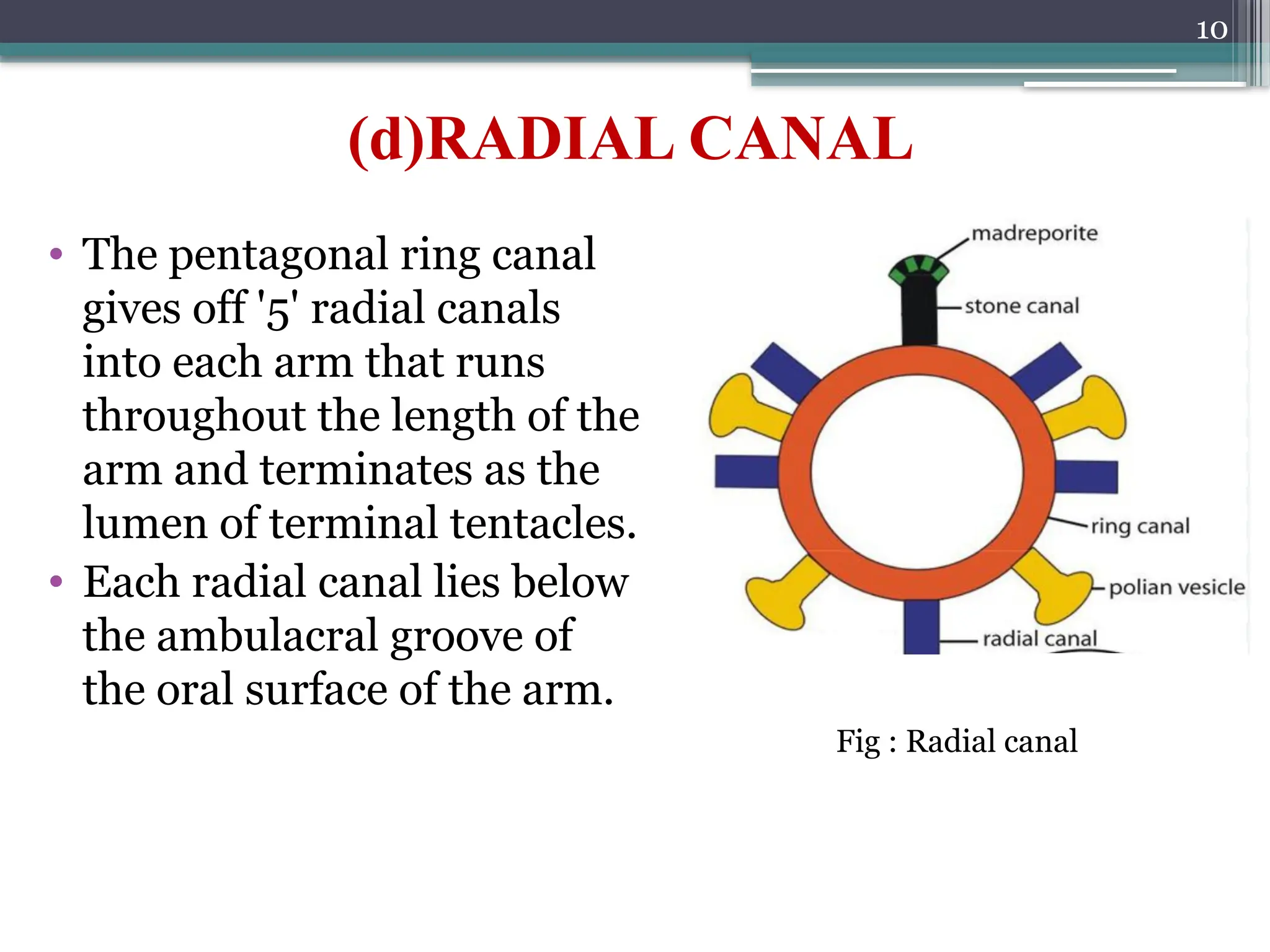 WATER VASCULAR SYSTEM IN ECHINODERMATA-1.pptx