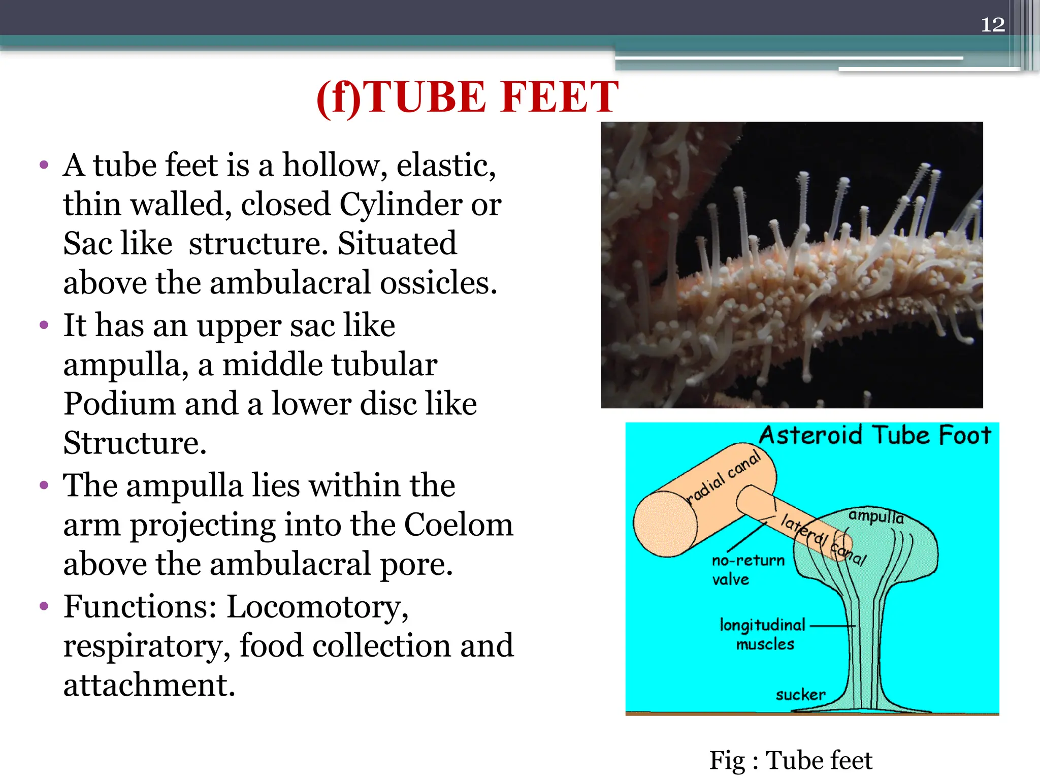 WATER VASCULAR SYSTEM IN ECHINODERMATA-1.pptx