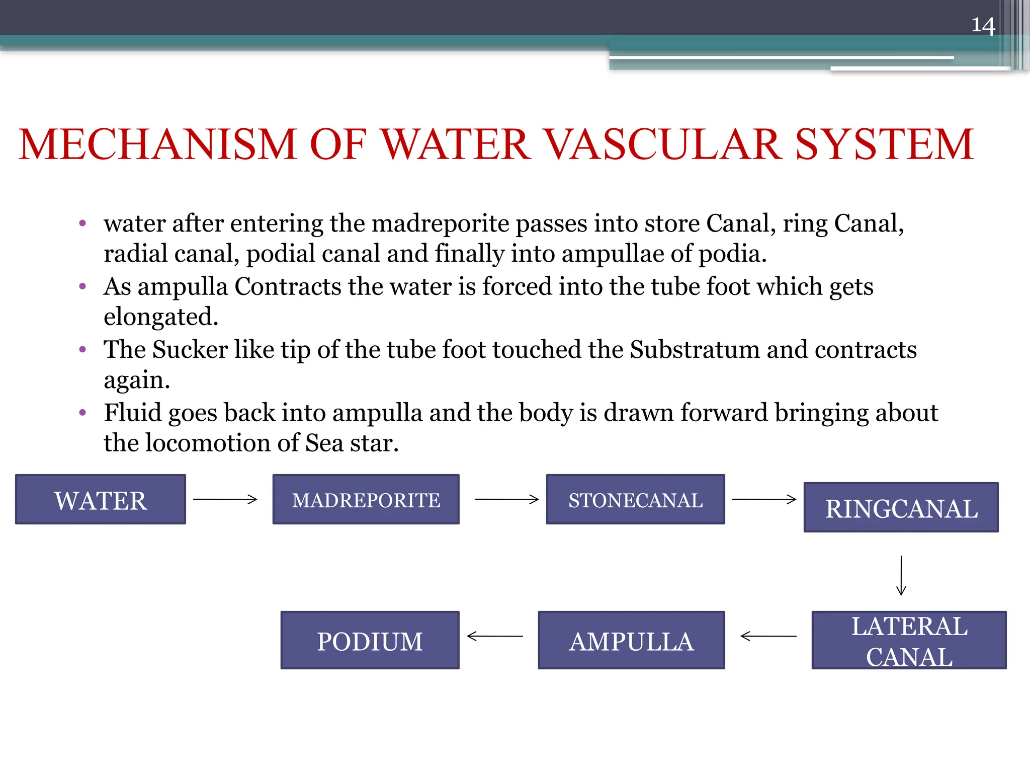 WATER VASCULAR SYSTEM IN ECHINODERMATA-1.pptx