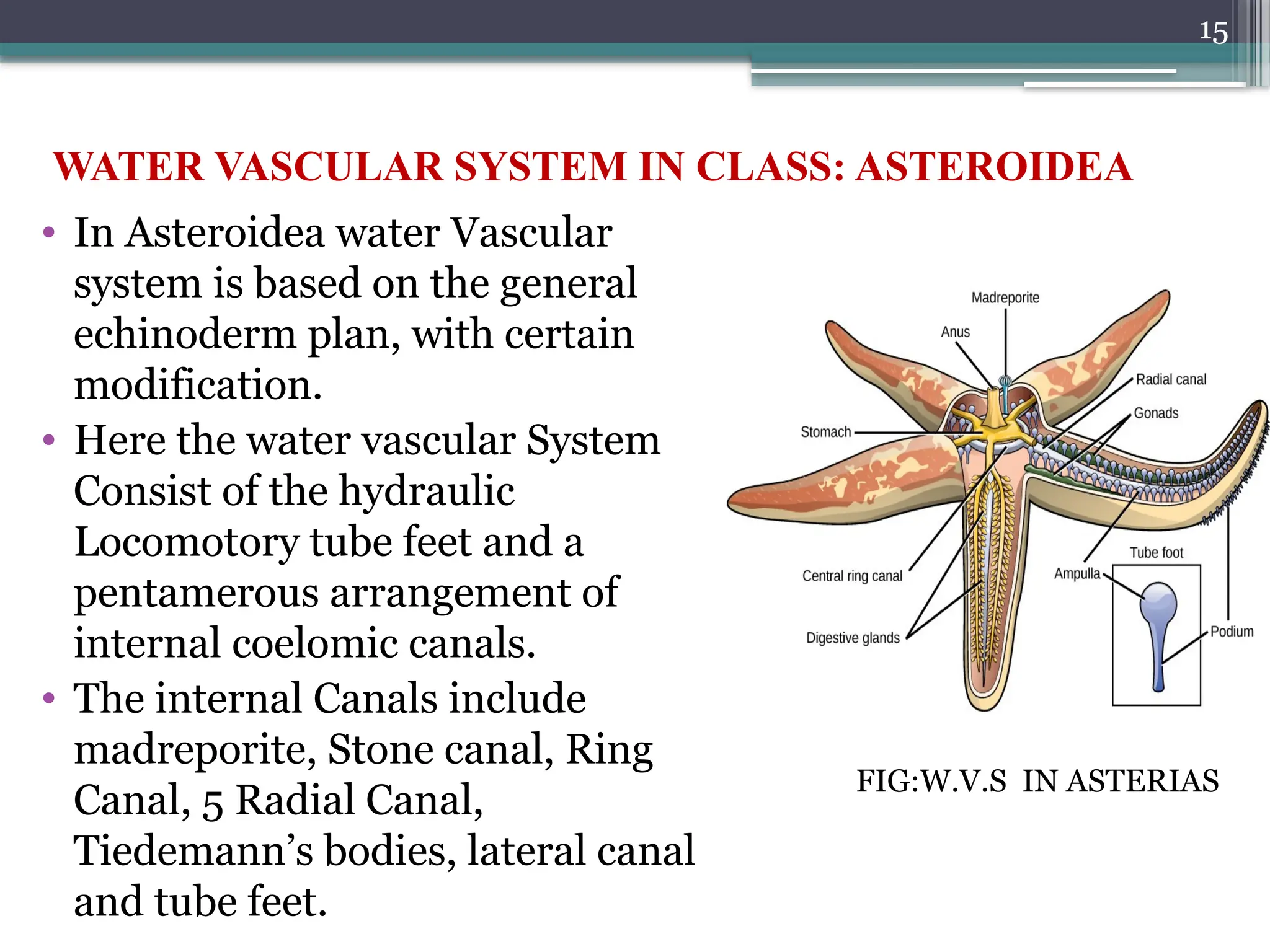 WATER VASCULAR SYSTEM IN ECHINODERMATA-1.pptx