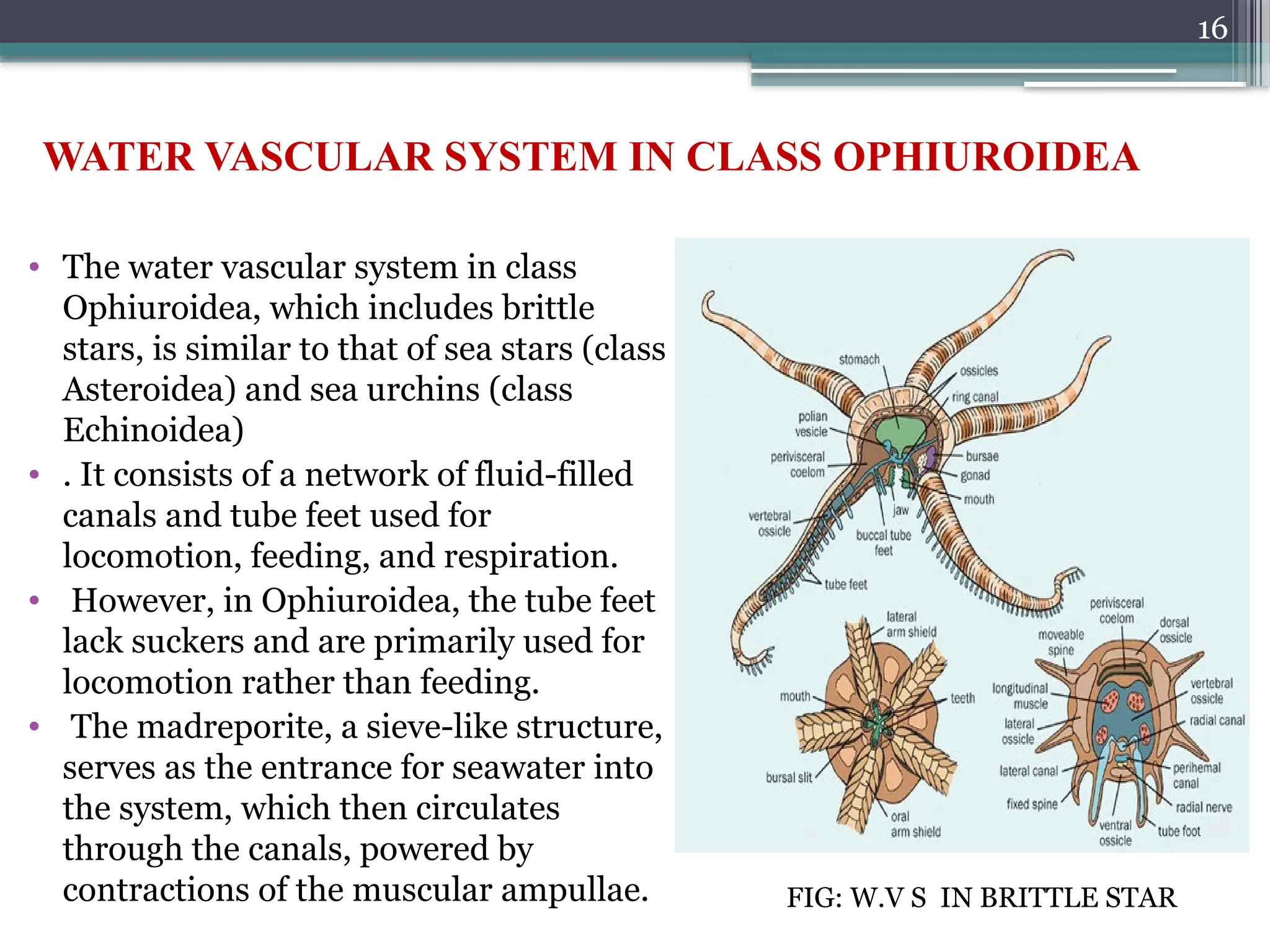 WATER VASCULAR SYSTEM IN ECHINODERMATA-1.pptx