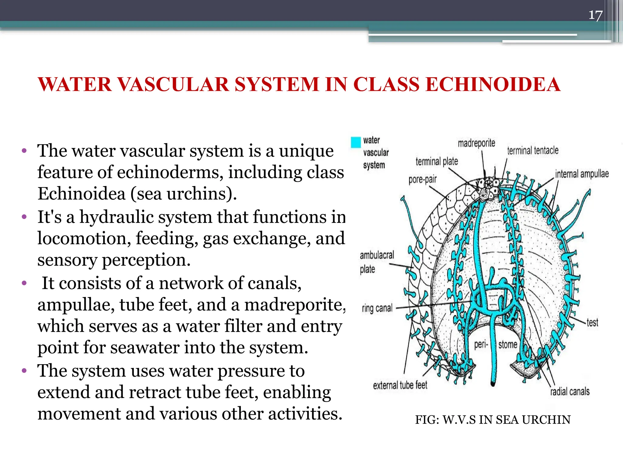 WATER VASCULAR SYSTEM IN ECHINODERMATA-1.pptx