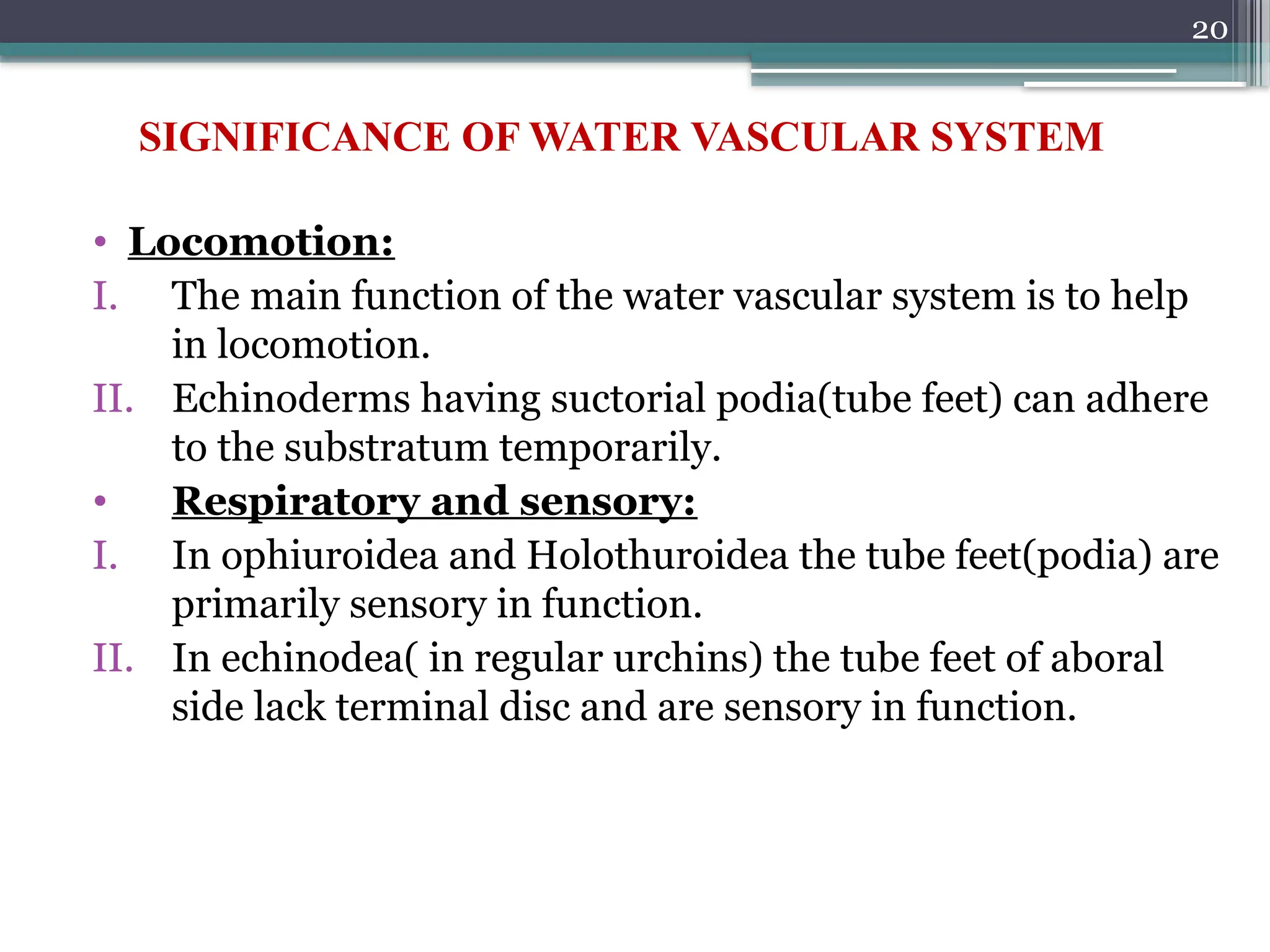 WATER VASCULAR SYSTEM IN ECHINODERMATA-1.pptx