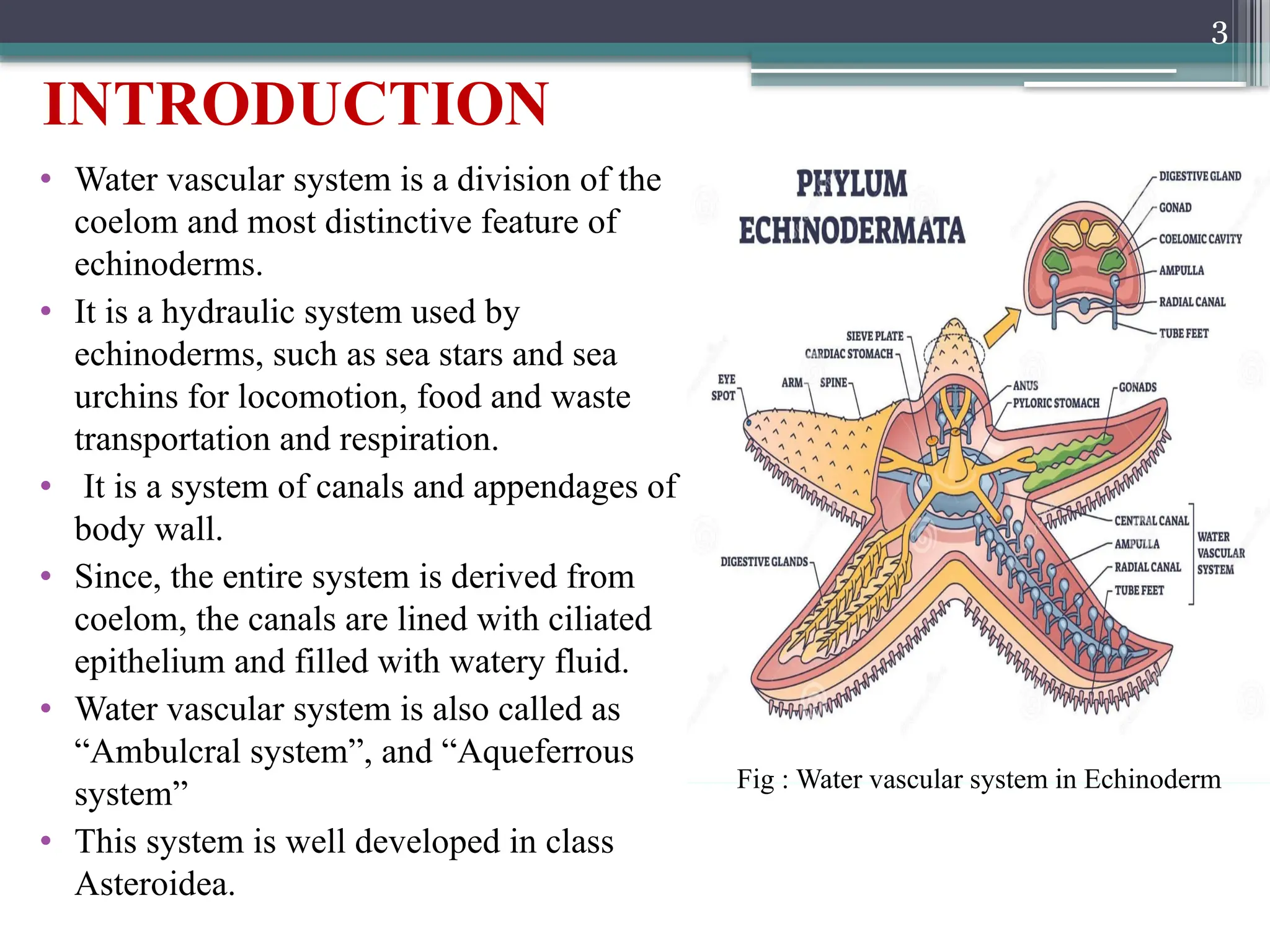 WATER VASCULAR SYSTEM IN ECHINODERMATA-1.pptx