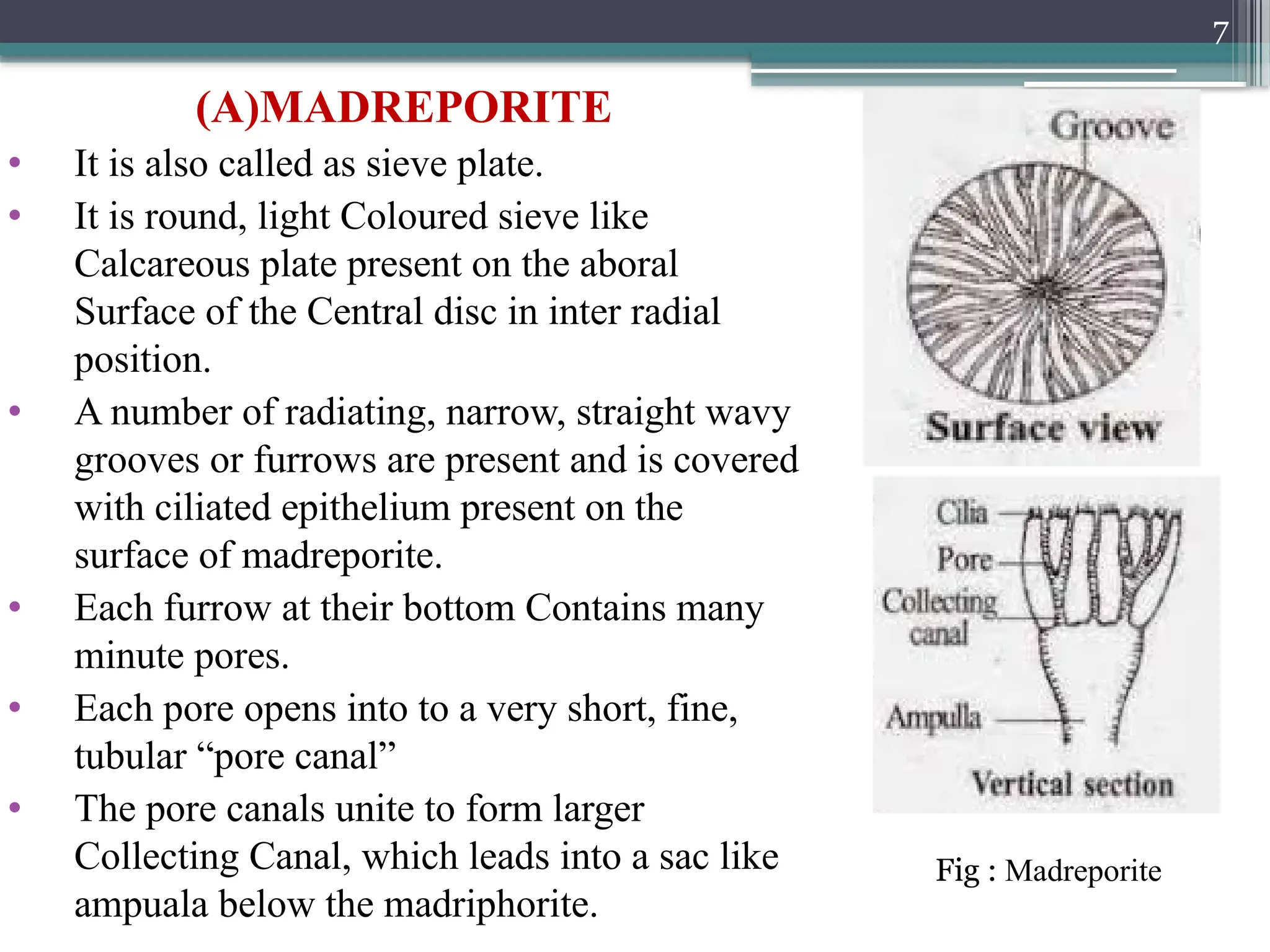 WATER VASCULAR SYSTEM IN ECHINODERMATA-1.pptx