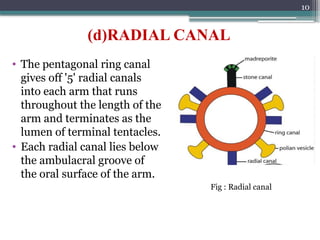 WATER VASCULAR SYSTEM IN ECHINODERMATA-1.pptx