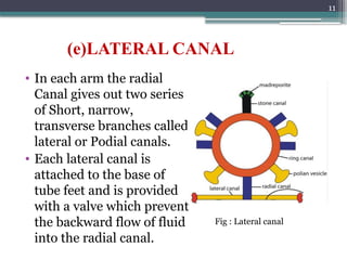 WATER VASCULAR SYSTEM IN ECHINODERMATA-1.pptx