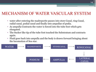 WATER VASCULAR SYSTEM IN ECHINODERMATA-1.pptx