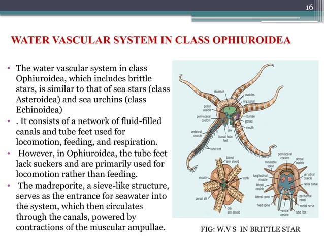 WATER VASCULAR SYSTEM IN ECHINODERMATA-1.pptx