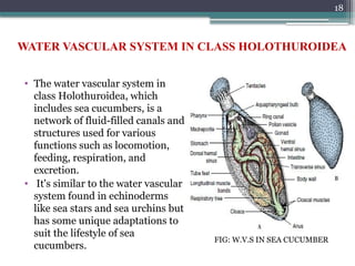 WATER VASCULAR SYSTEM IN ECHINODERMATA-1.pptx