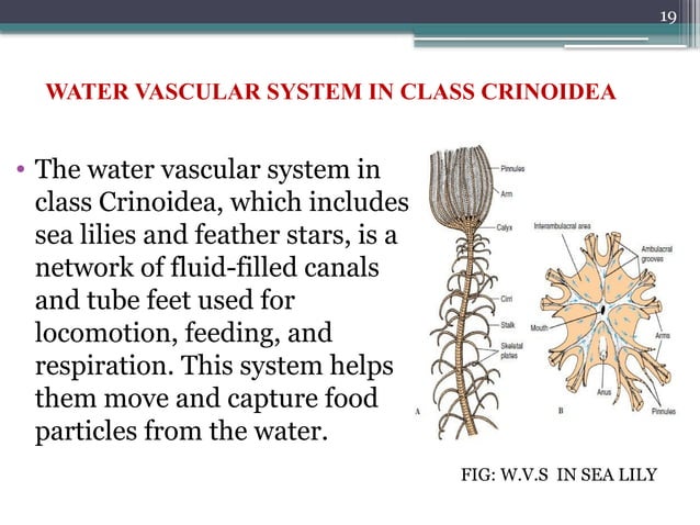 WATER VASCULAR SYSTEM IN ECHINODERMATA-1.pptx