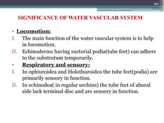 WATER VASCULAR SYSTEM IN ECHINODERMATA-1.pptx