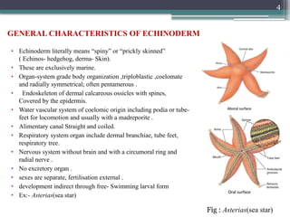 WATER VASCULAR SYSTEM IN ECHINODERMATA-1.pptx