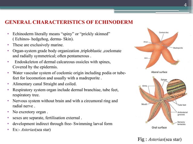 WATER VASCULAR SYSTEM IN ECHINODERMATA-1.pptx