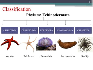 WATER VASCULAR SYSTEM IN ECHINODERMATA-1.pptx