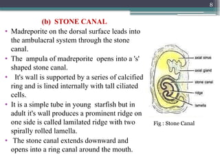 WATER VASCULAR SYSTEM IN ECHINODERMATA-1.pptx