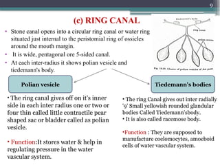 WATER VASCULAR SYSTEM IN ECHINODERMATA-1.pptx