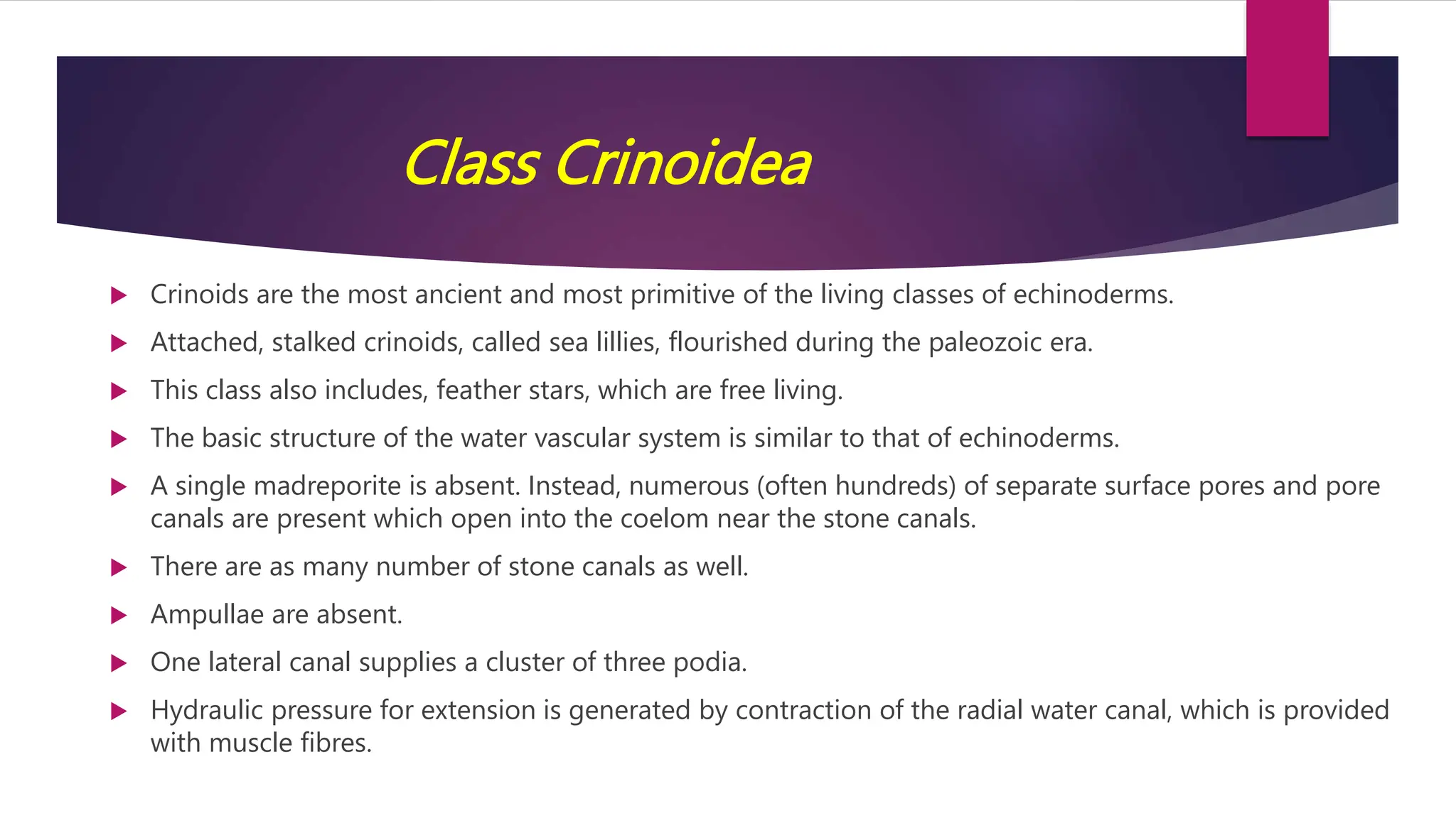 Water vascular system in echinoderms by Kausar Zia M.Sc. I year.pptx